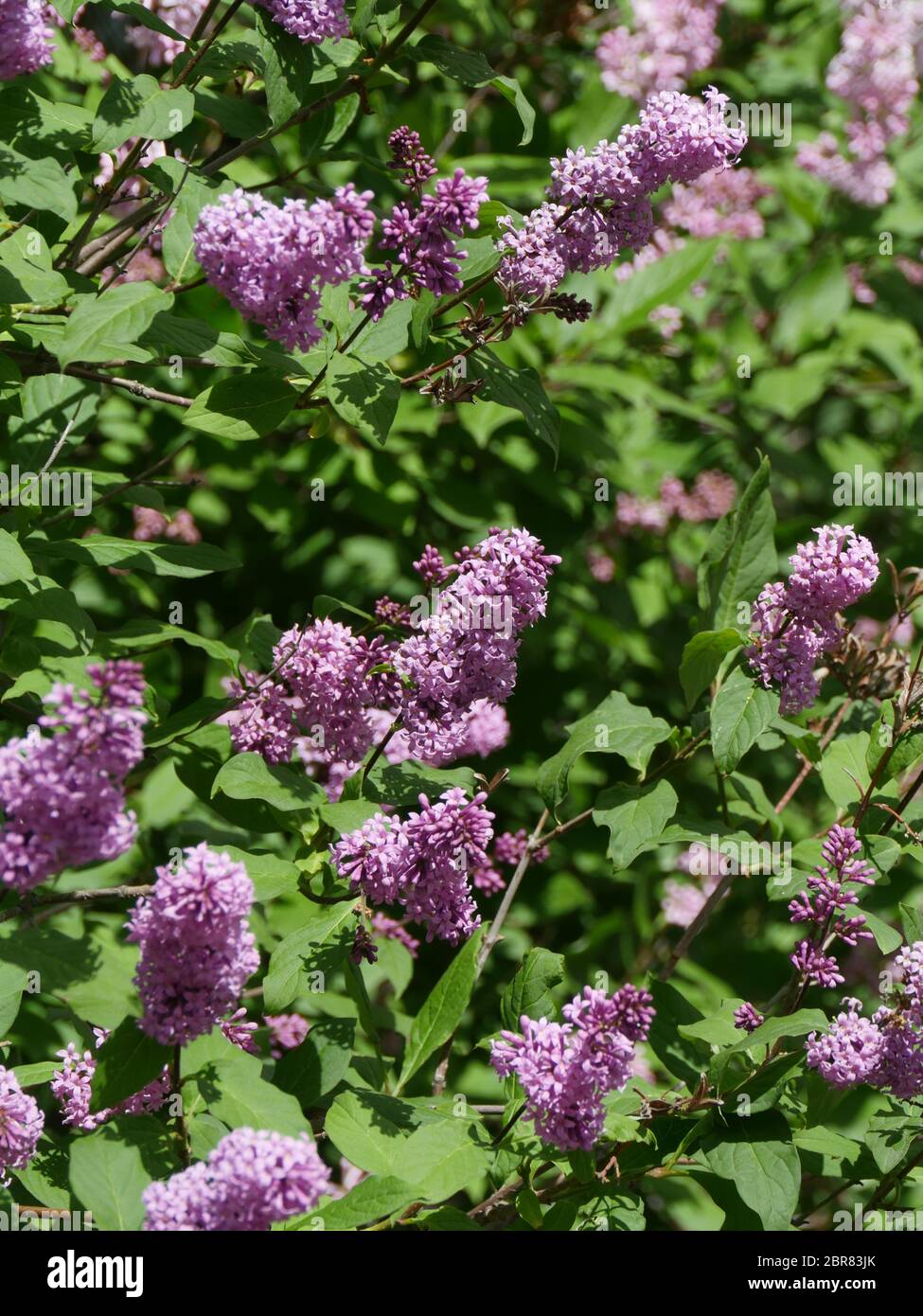 Ordinary violet hi-res stock photography and images - Alamy