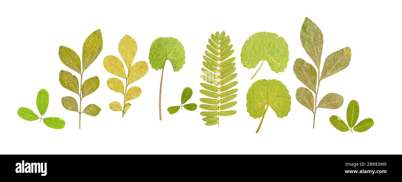Set of dry small cute pressed leaves of various shapes of different ...