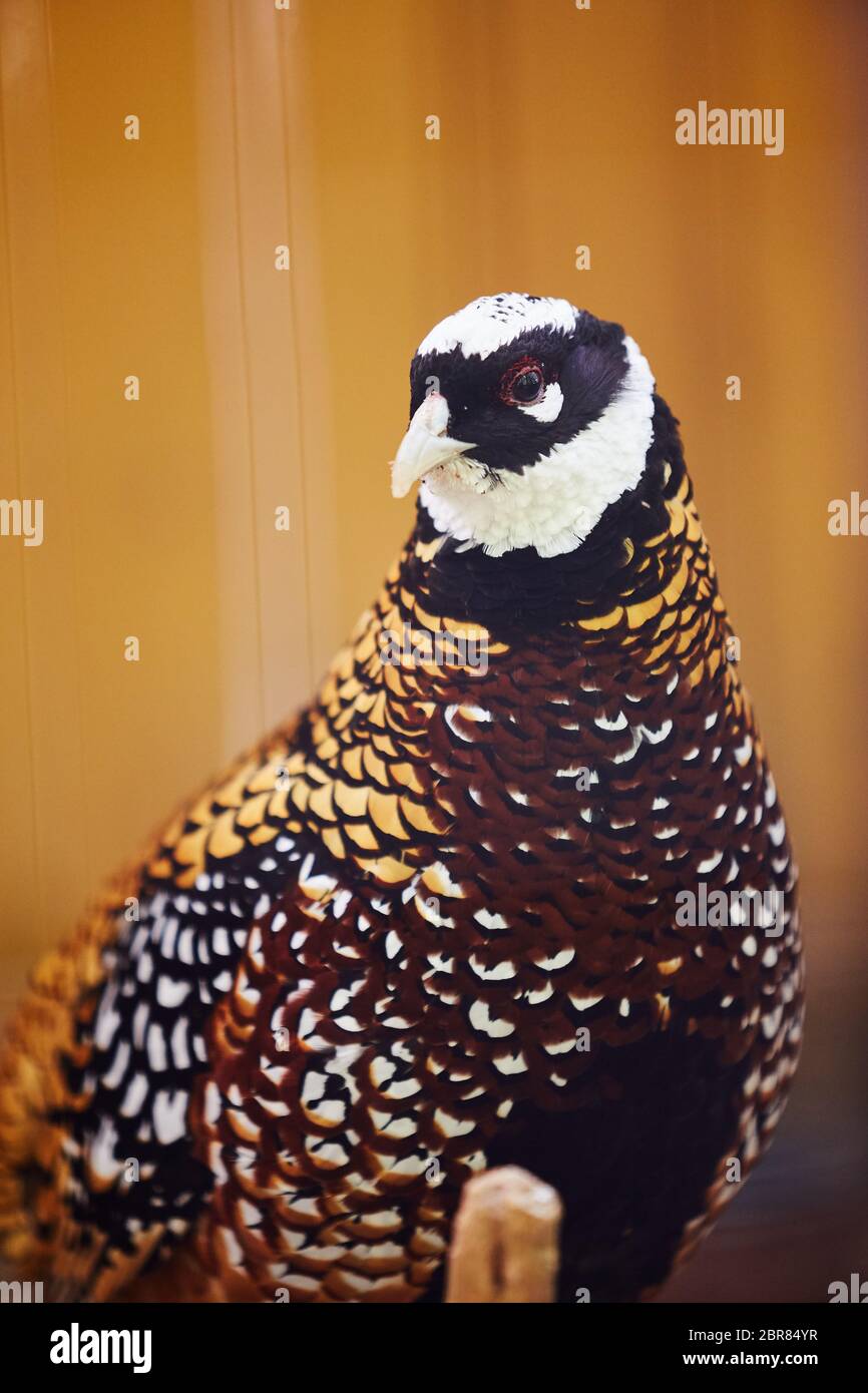 Reeves pheasant. Syrmaticus reevesii, bird in pheasant family Stock ...