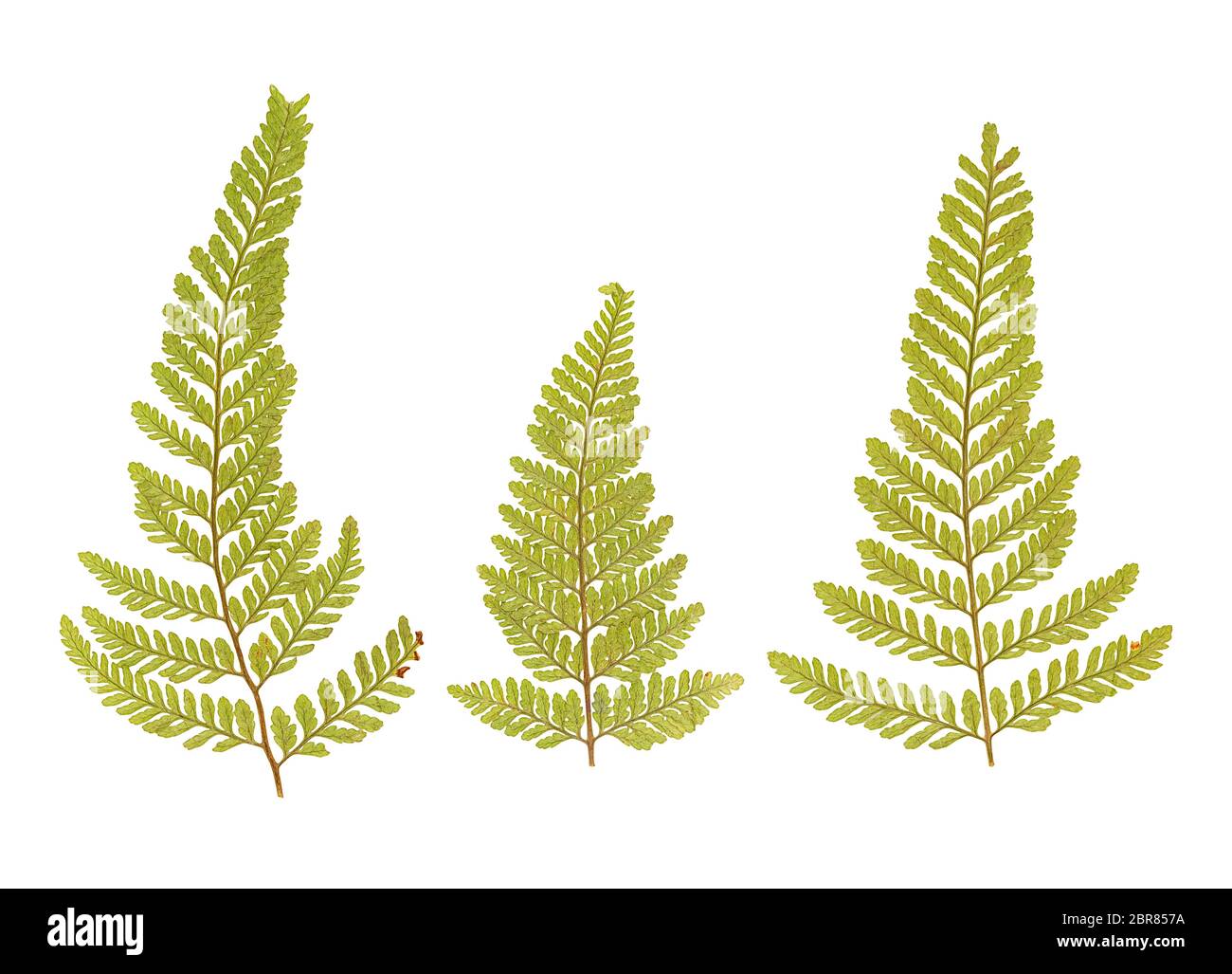 Dried leaf pressed Cut Out Stock Images & Pictures - Alamy