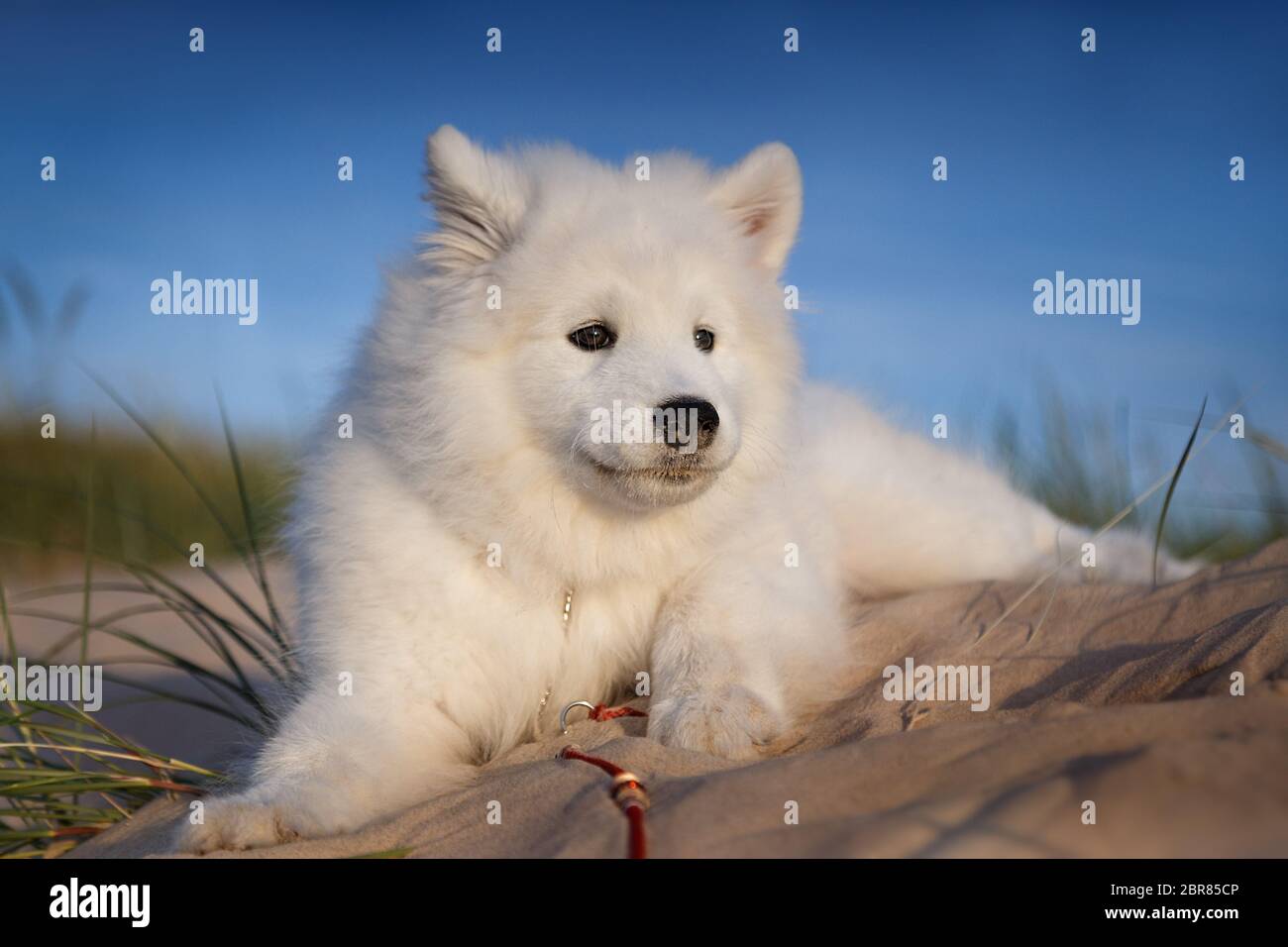 Samoyed dog lying down hi-res stock photography and images - Alamy