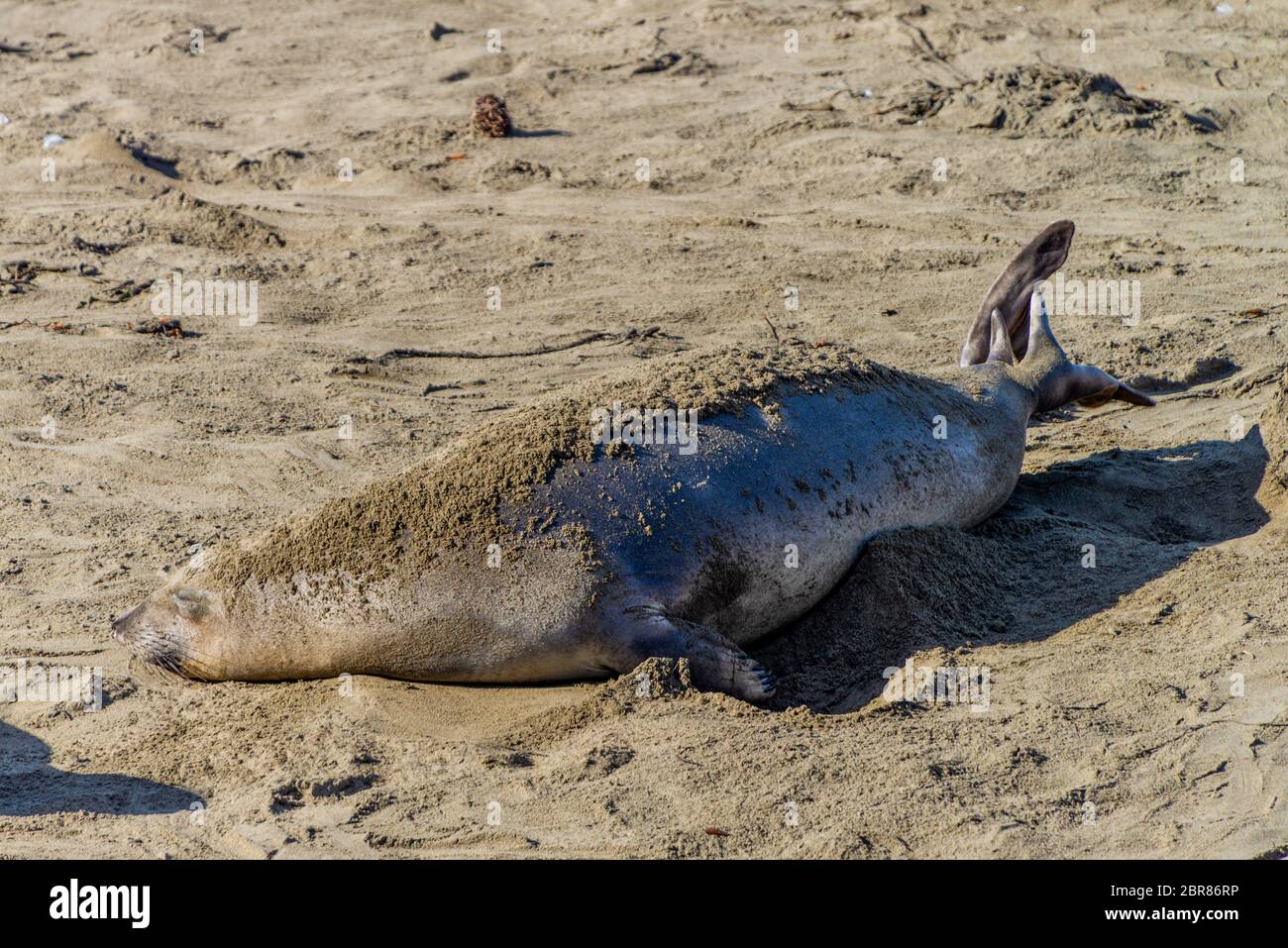 Elephant seals point reyes hi-res stock photography and images - Alamy