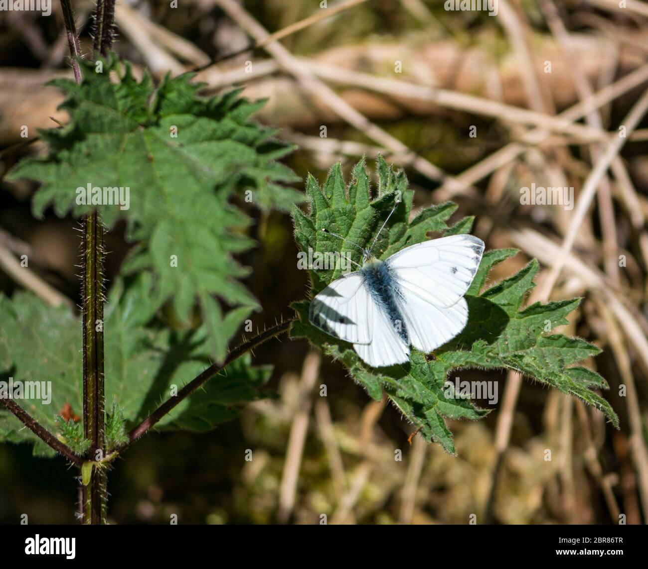 Nettles butterfly hi-res stock photography and images - Alamy