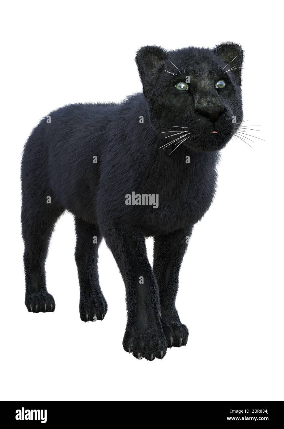 3D rendering of a black panther isolated on white background Stock ...