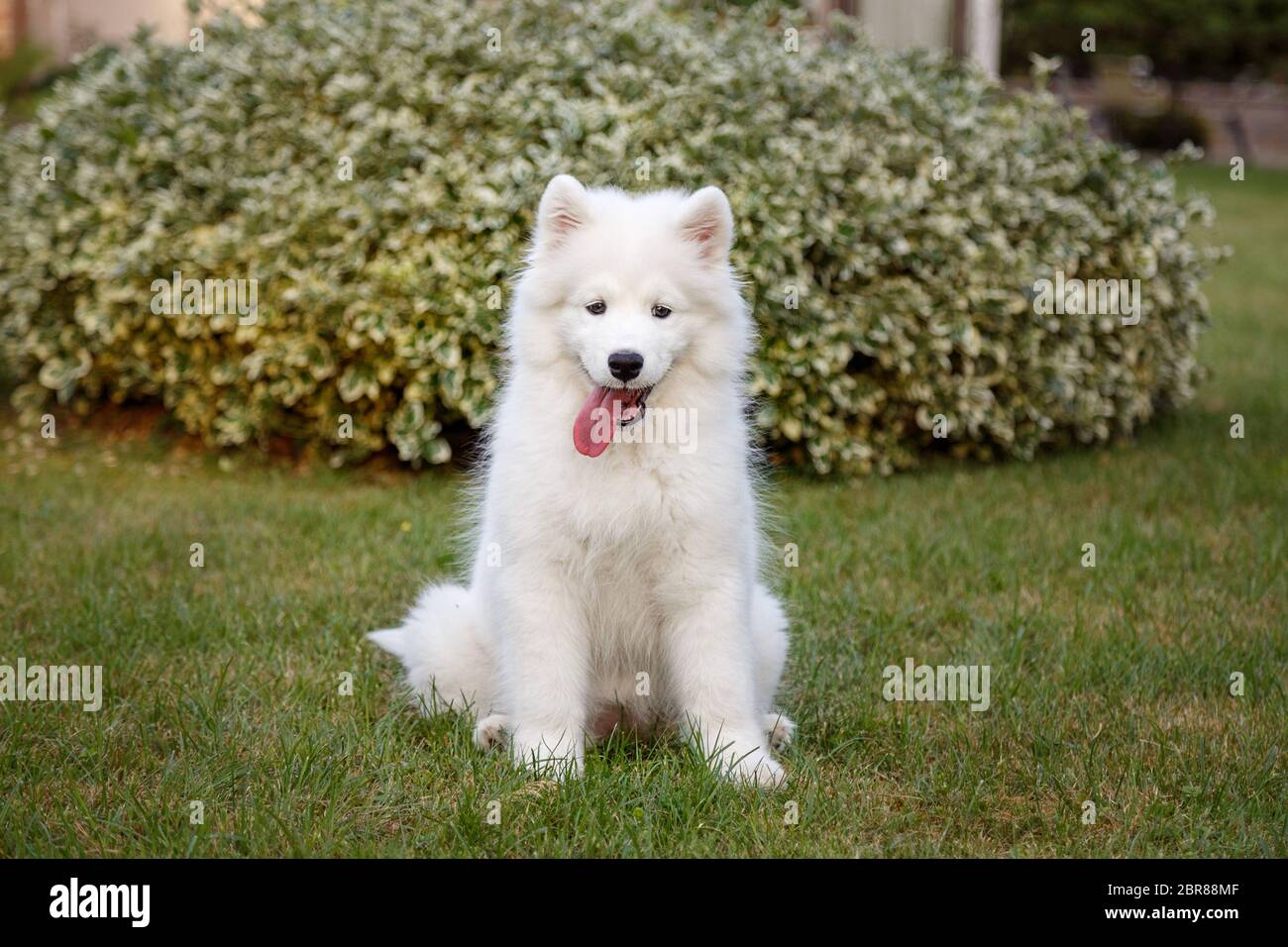 Samoyed husky hi-res stock photography and images - Alamy