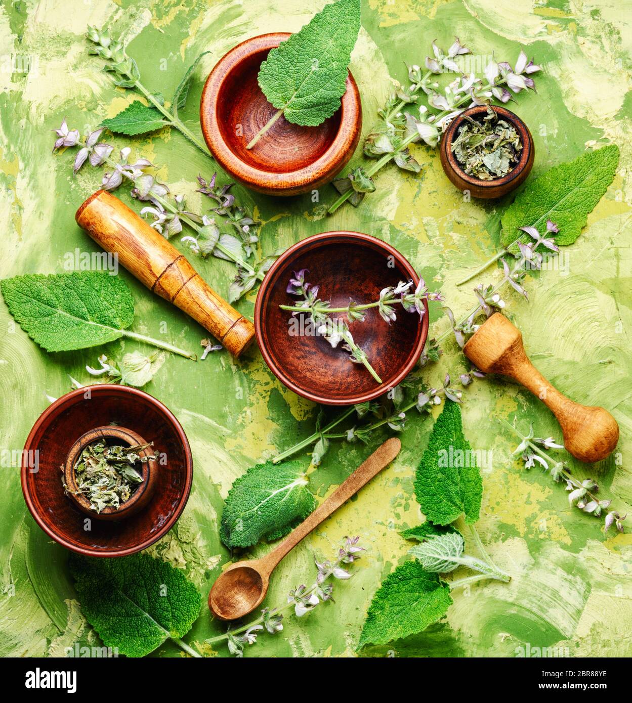 Medicinal herb Salvia officinalis.Fresh sage herb.Clary sage Stock ...