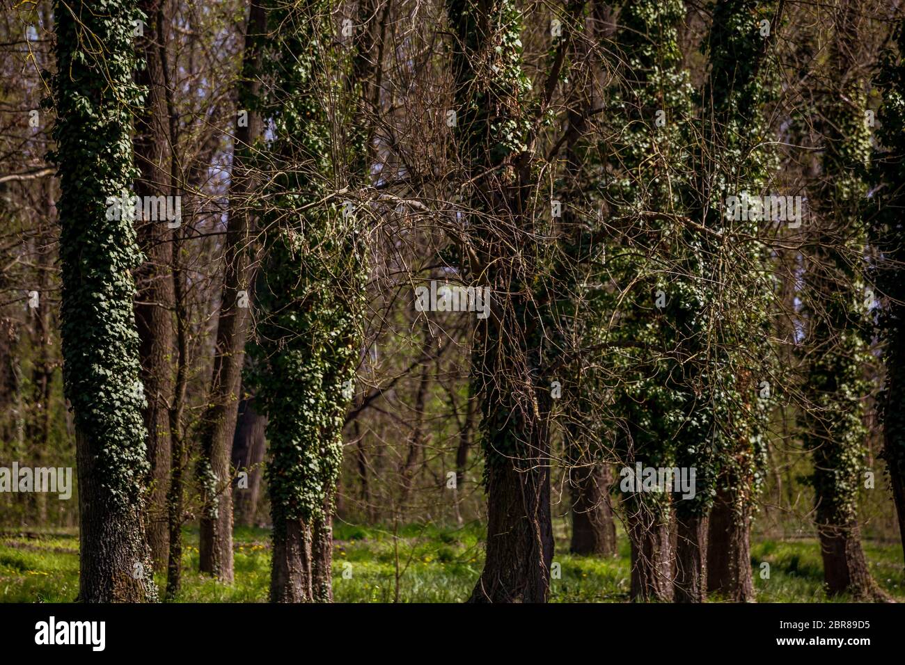 Old trees, gazebo and ruins of old chapel in English park of baroque ...
