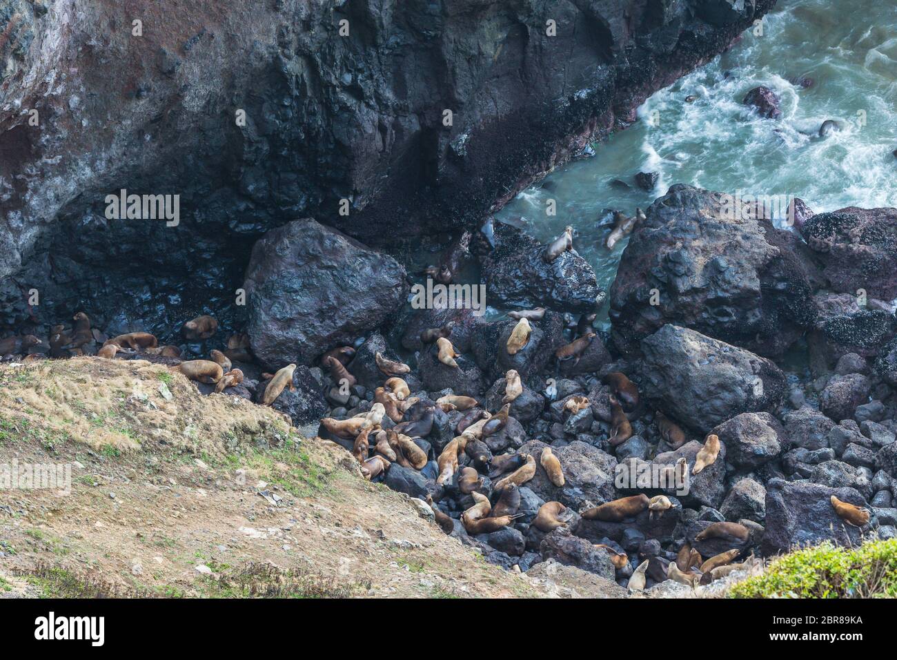 Cave lion hi-res stock photography and images - Alamy