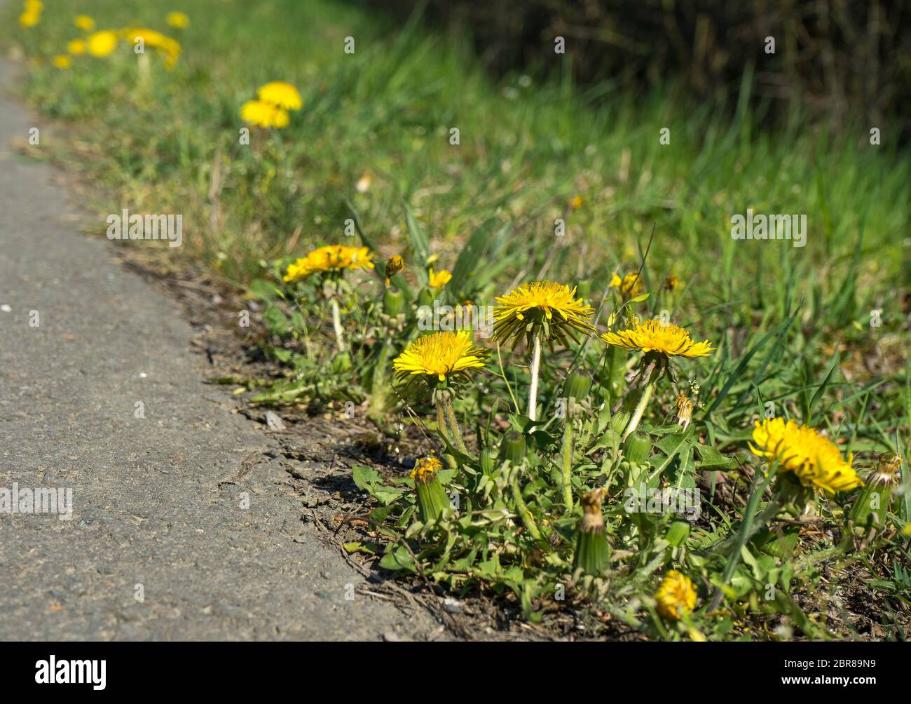 Closeup of dandelion flower Taraxacum in spring at the german ...