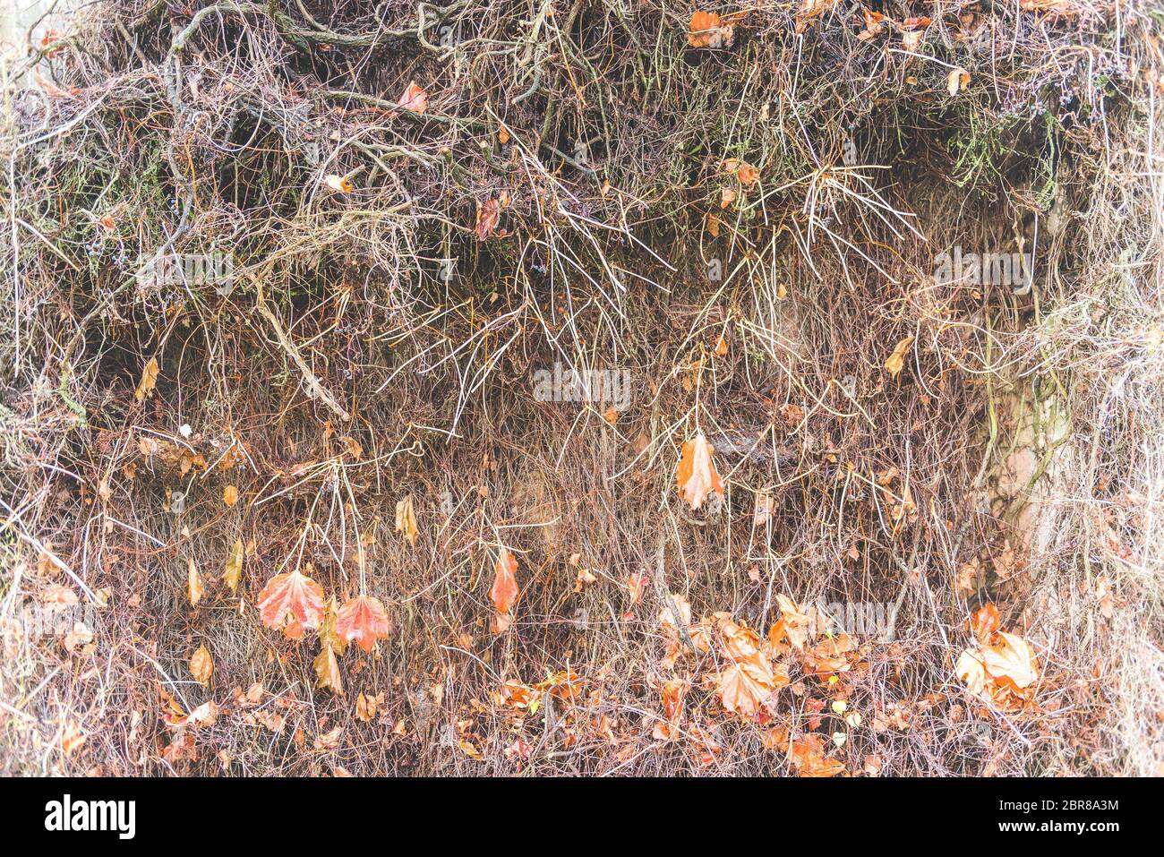 dry roots covered over a concrete wall texture background Stock Photo ...
