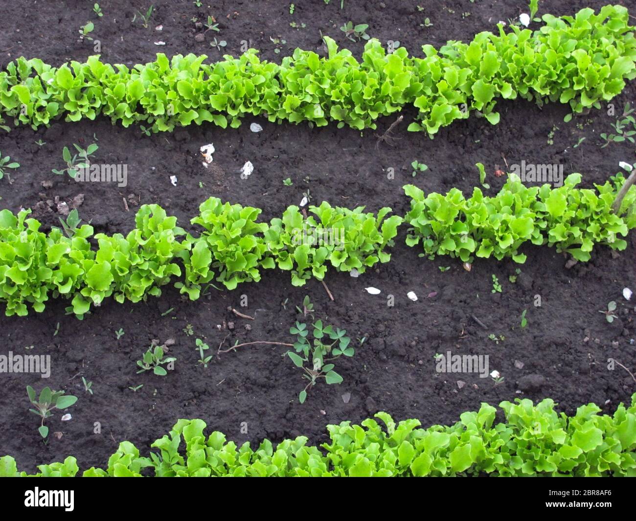 green lettuce grows in rows Stock Photo - Alamy