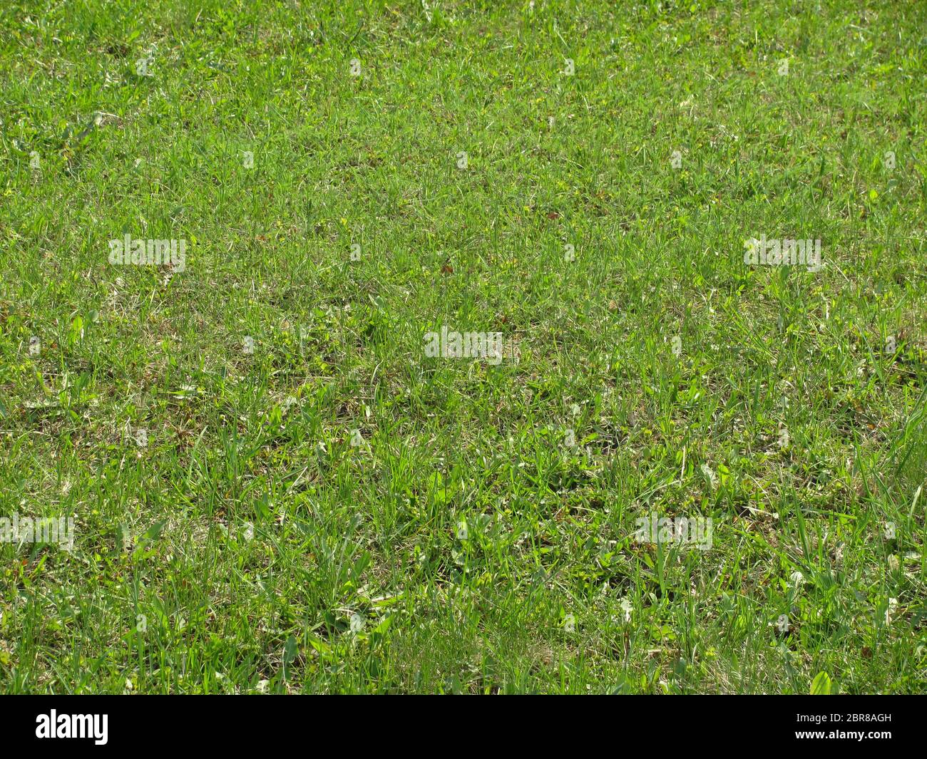 green grass natural spring background Stock Photo - Alamy