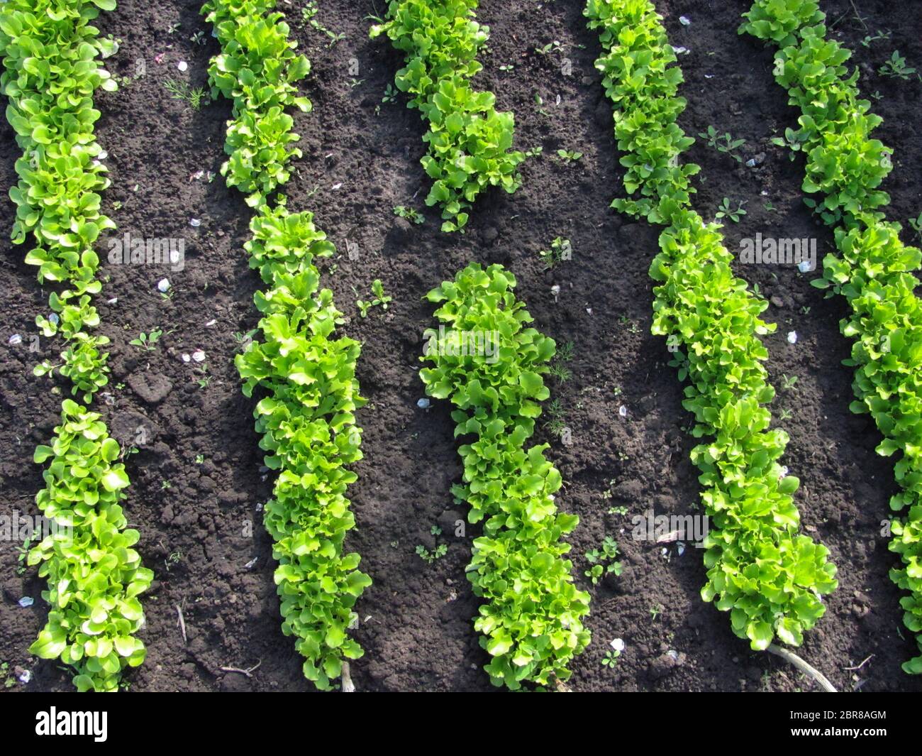 green lettuce grows in rows Stock Photo - Alamy