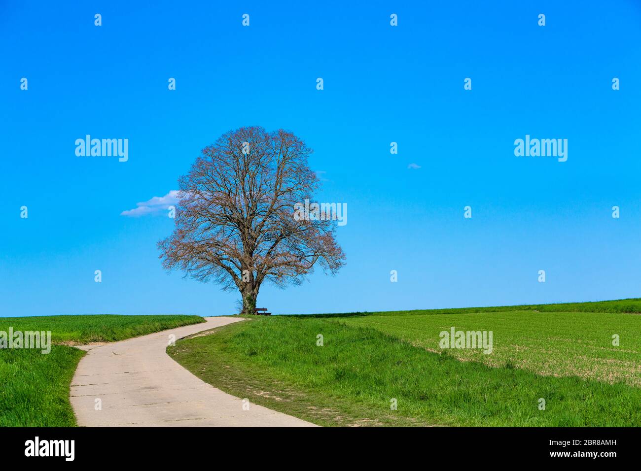 big single lime tree in the landscape and green meadows Stock Photo - Alamy