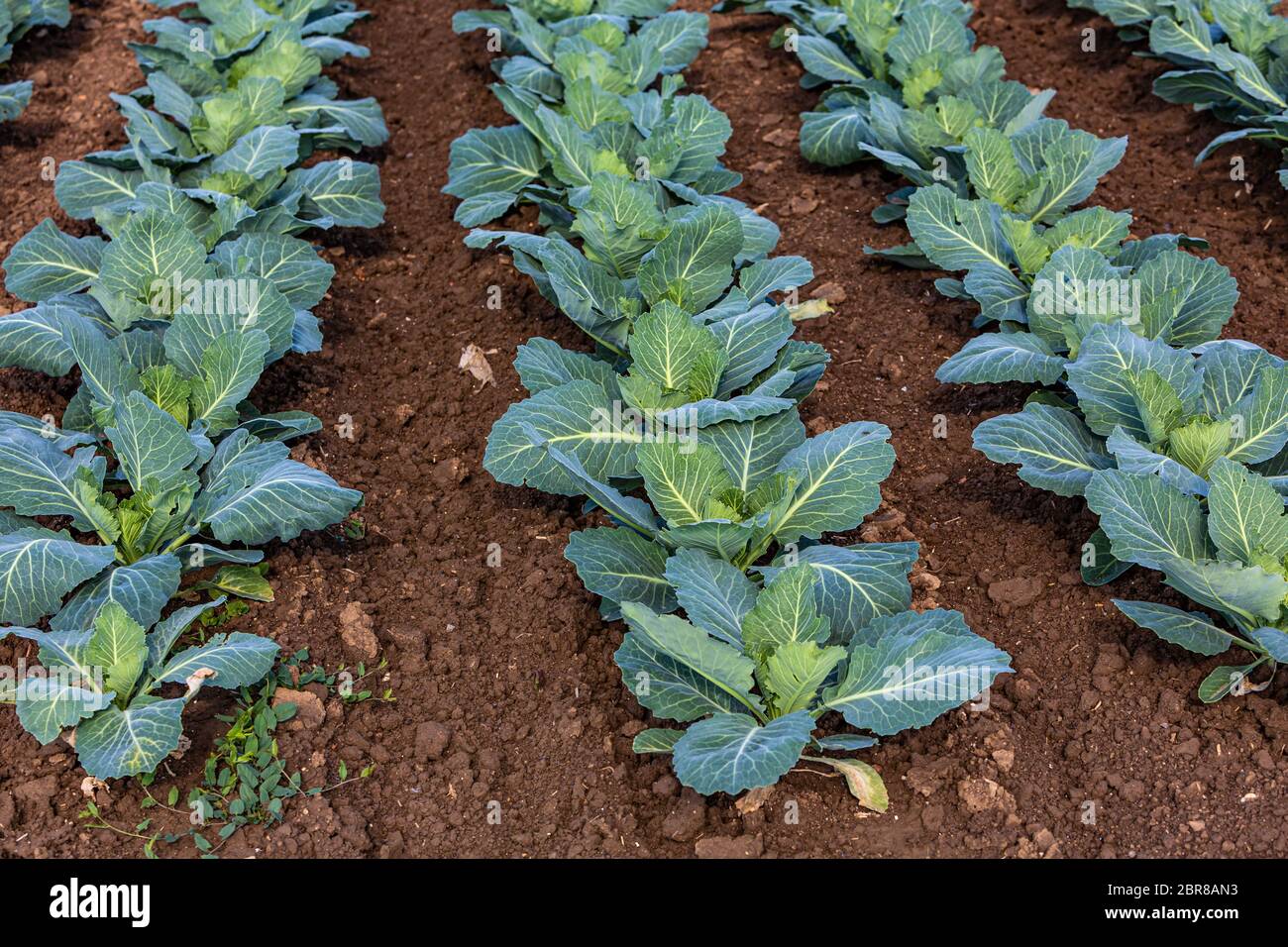 Young cabbage plants hi-res stock photography and images - Alamy