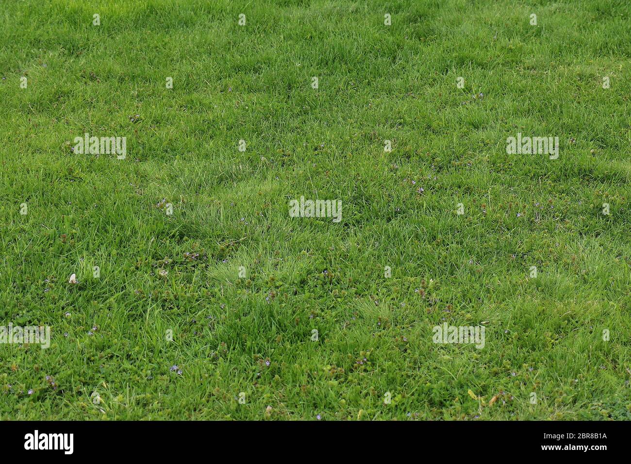 Vibrant green grass texture background during summer Stock Photo - Alamy