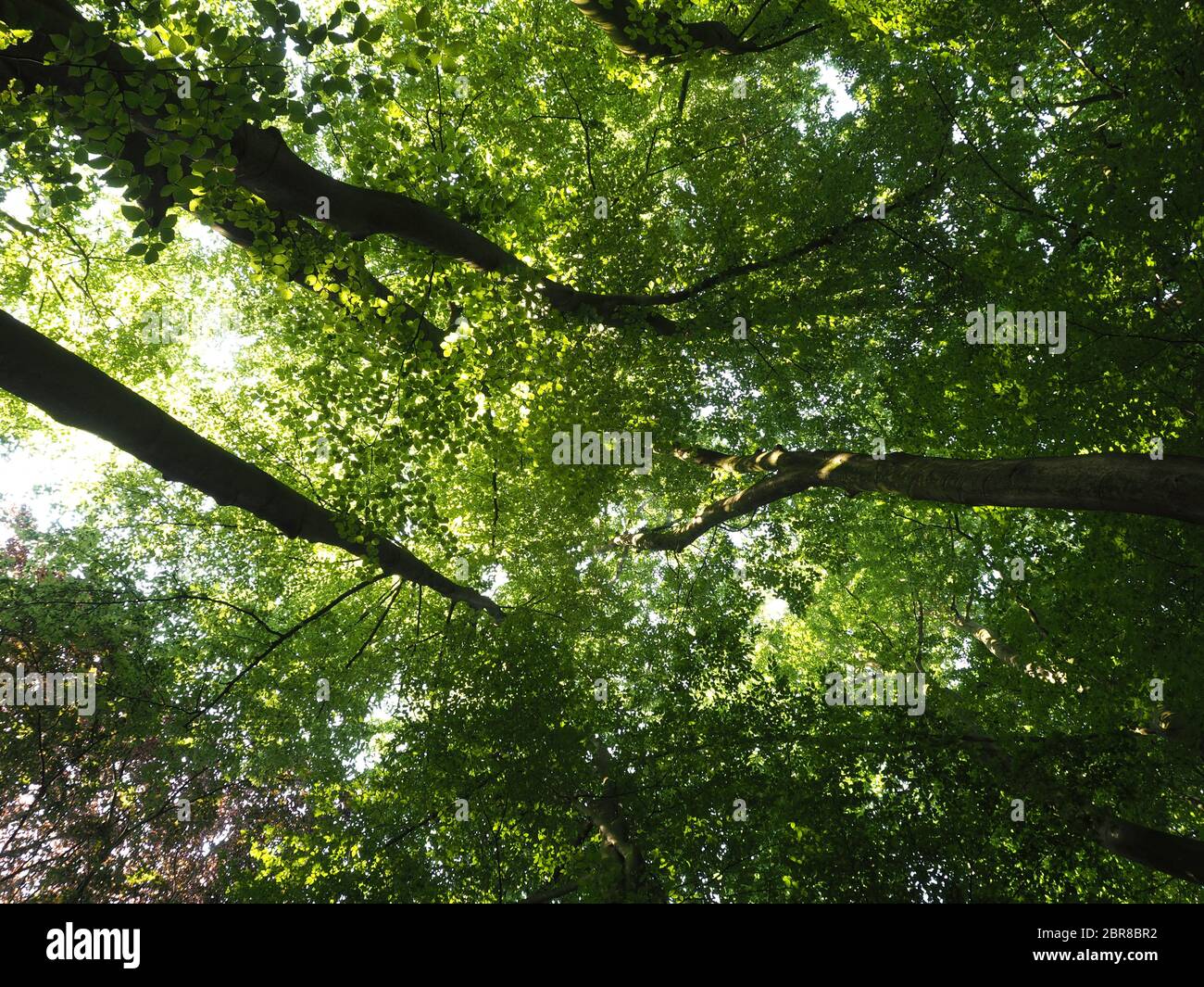 Treetops in the forest, view from below, using as natural background ...