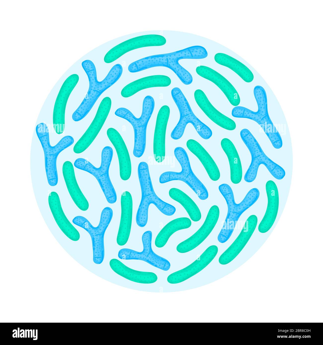 Vector probiotics in circular shape. Bifidobacterium, lactobacillus ...