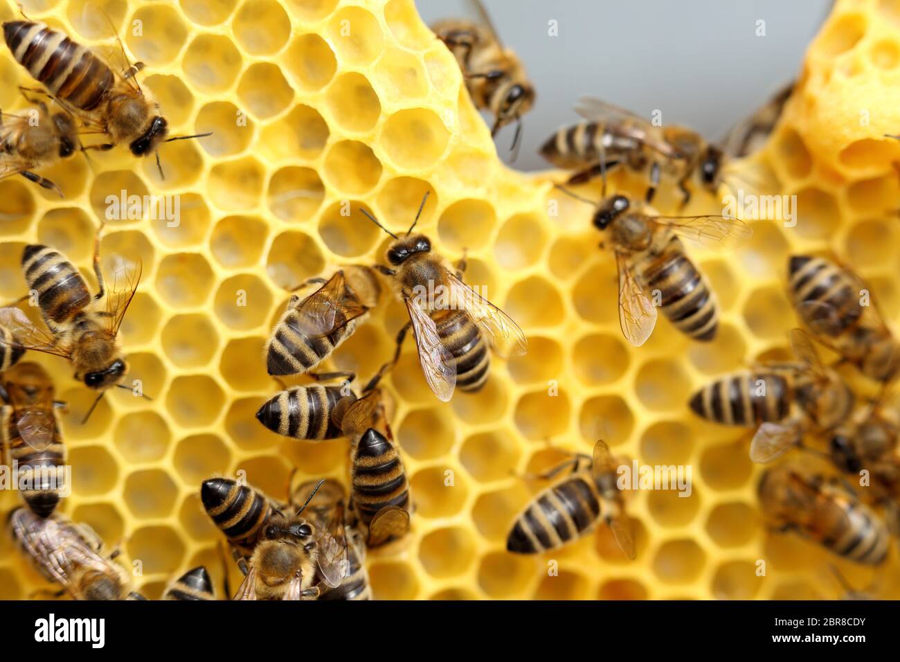 some honey bees are working on bees wax Stock Photo - Alamy