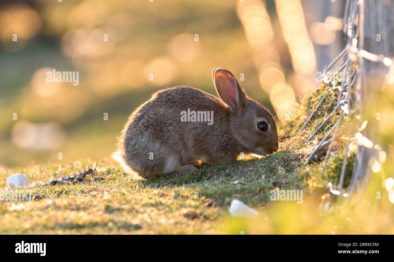 Wild Rabbits enjoying the early evening sunset near the South Coast of ...