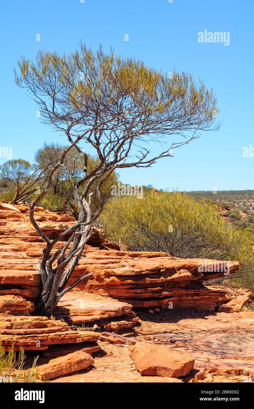 A shrub surviving in an inhospitable environment - Kalbarri, WA ...