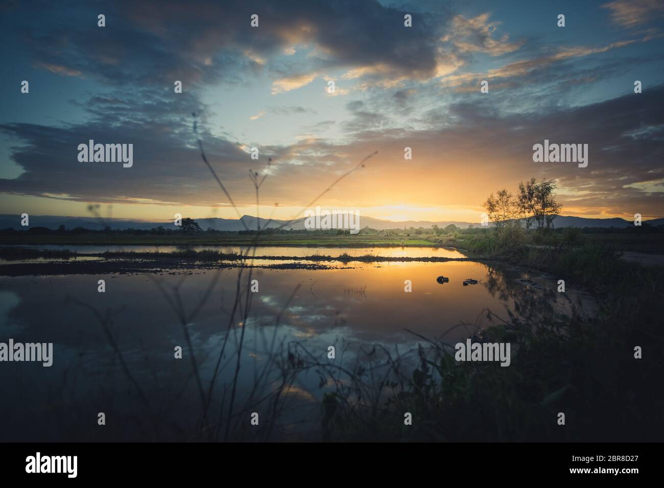 Field of grass during sunset, nature background Stock Photo - Alamy