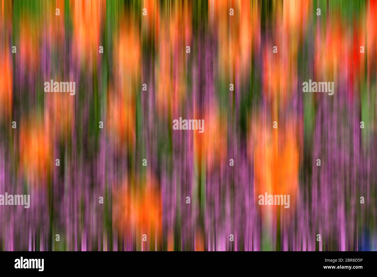 A bed of spring flowers is converted in to a colourful blur Stock Photo ...