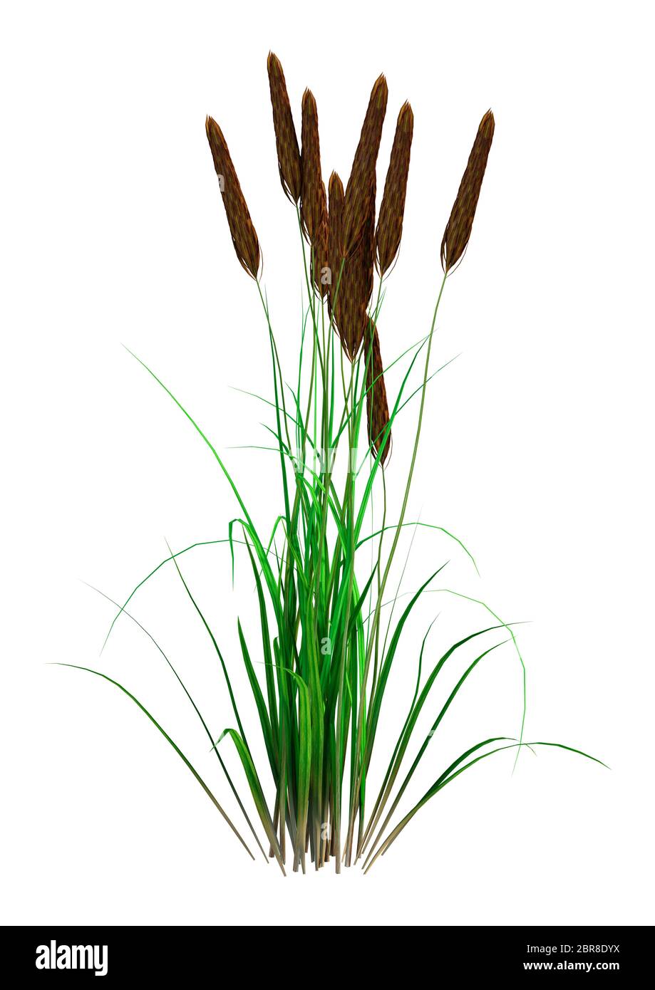 3D rendering of a bulrush plant isolated on white background Stock ...