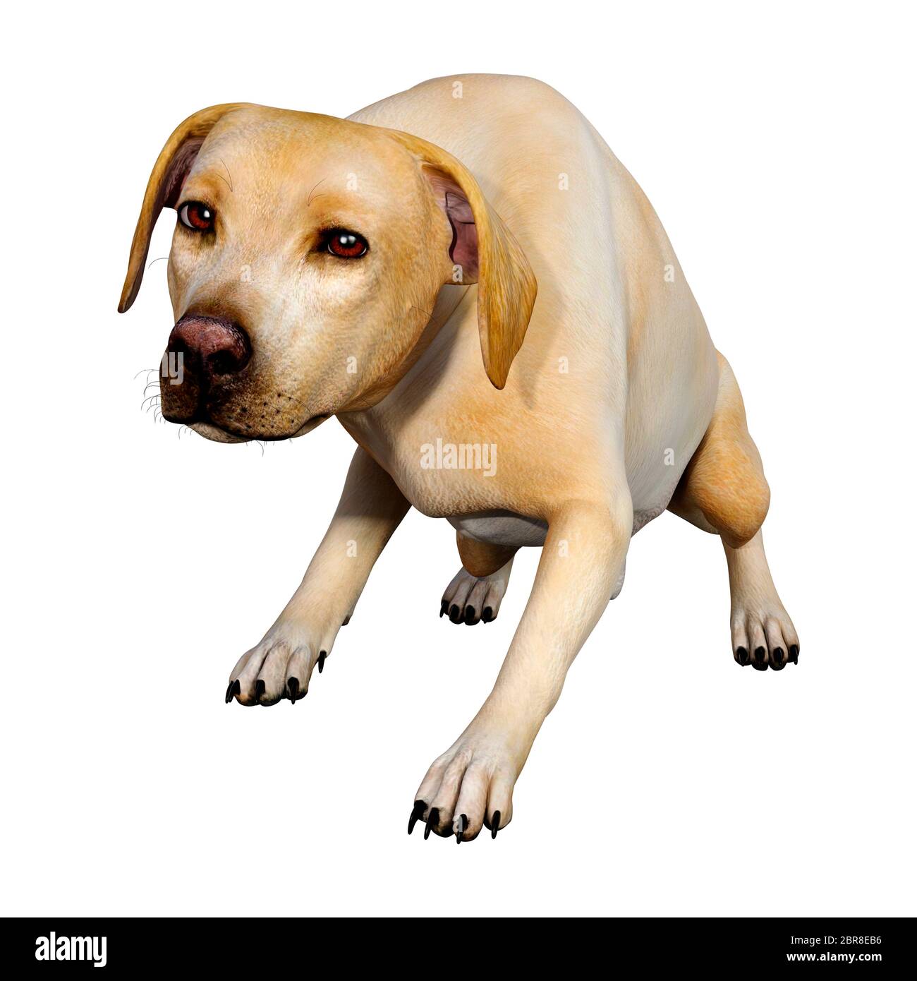 3D rendering of a yellow labrador dog isolated on white background ...