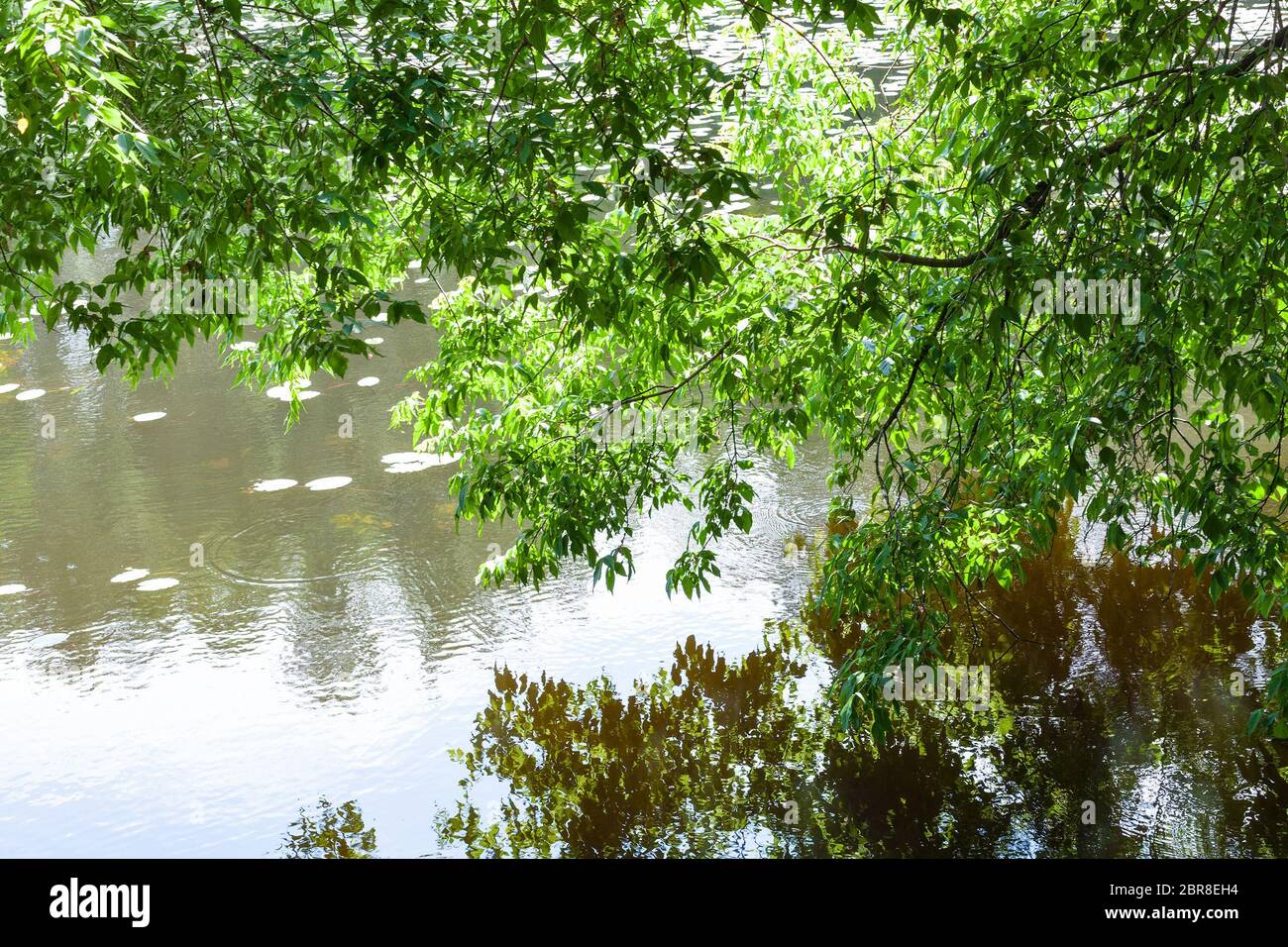 natural background - green branches of maple ash tree over forest pond ...