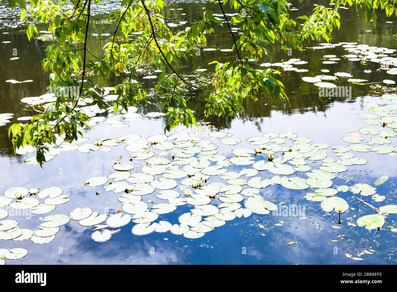 green branches of maple ash tree over river overgrown by water lily ...