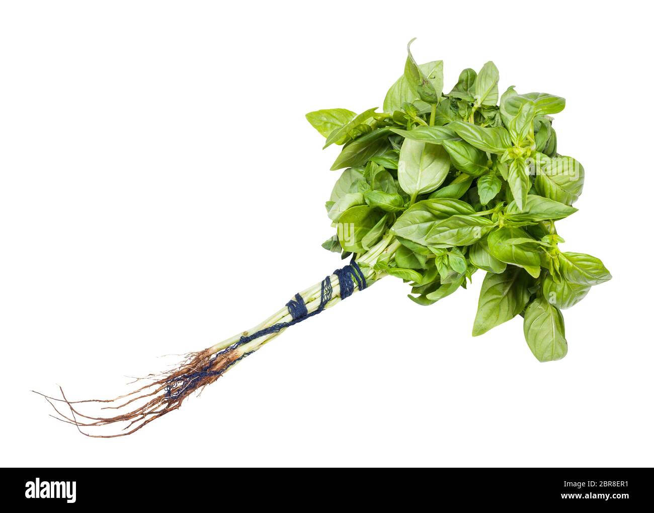 bunch of green sweet basil herb isolated on white background Stock ...