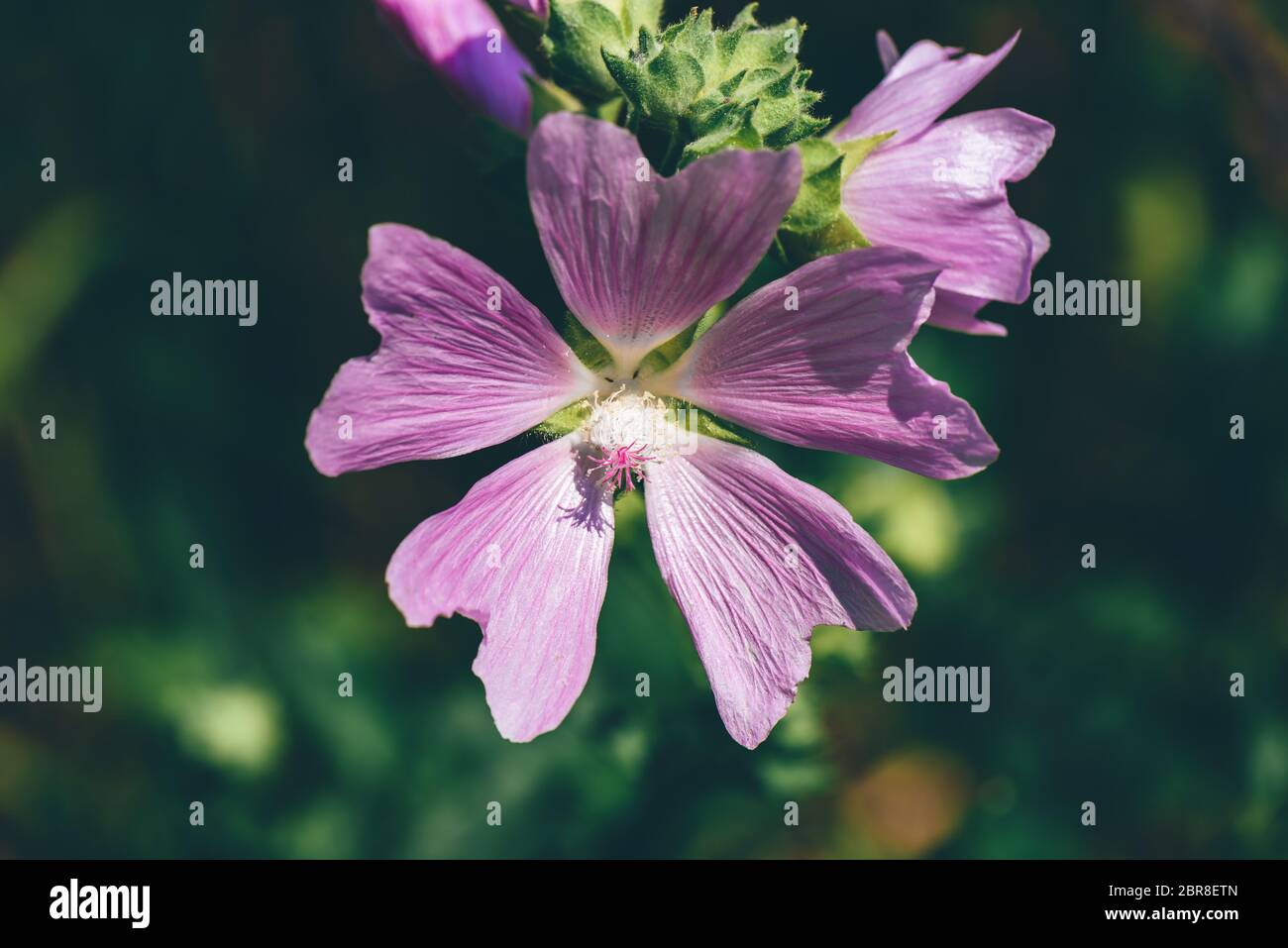 Wild flower of pink field geranium. Close up Stock Photo - Alamy