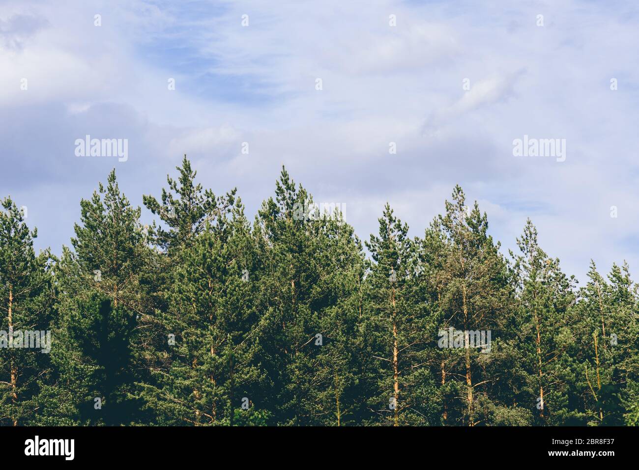 Pine tree tops hi-res stock photography and images - Alamy