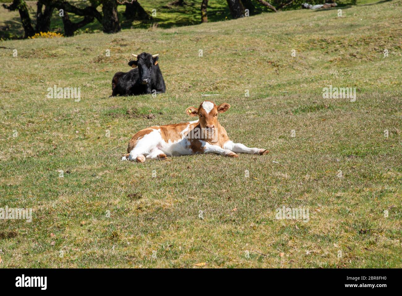 Cattle in the old laurel forest in Fanal in the middle of the ...