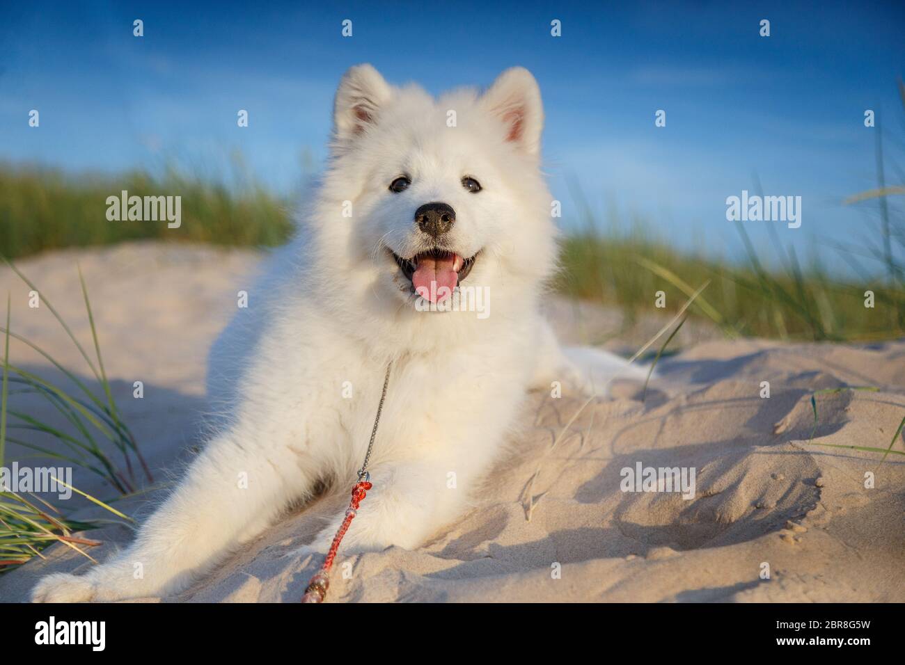 White puppy samoyed husky lying on the sand in the dunes, in the rays ...