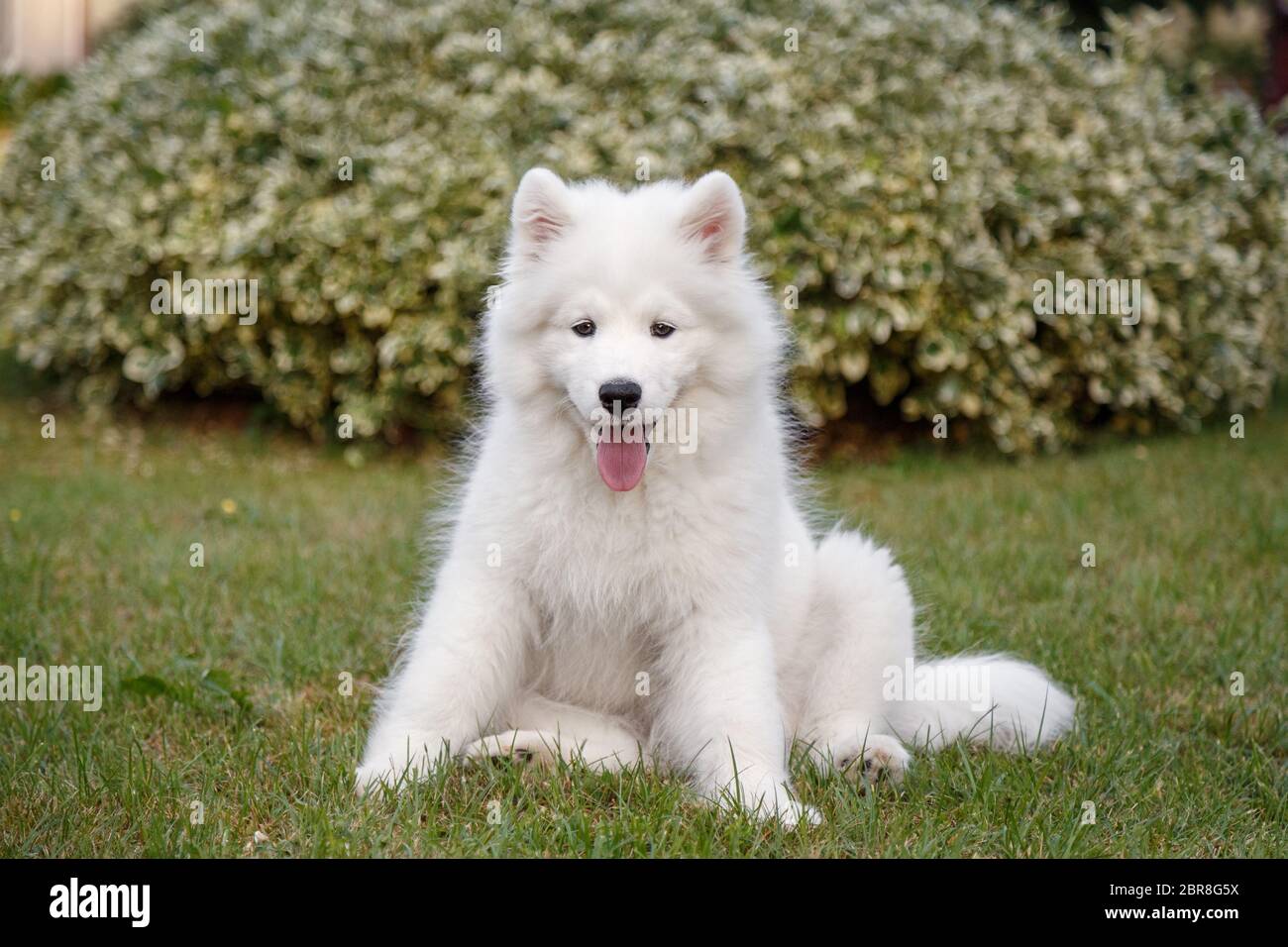 White puppy Samoyed husky sitting on a green lawn Stock Photo - Alamy