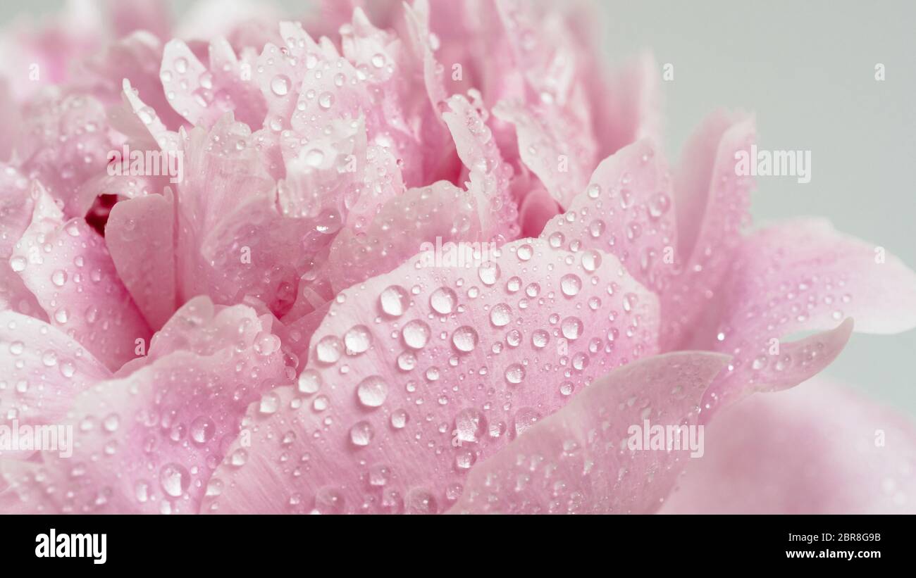 Extreme close up view of piony. Flower head of piony with dew ...