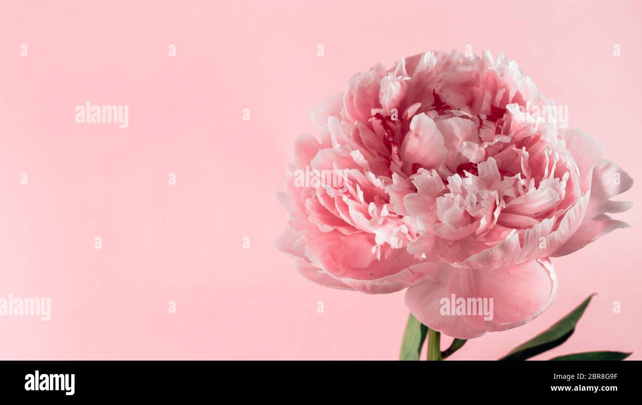Extreme close up view of piony. Flower head of pale pink piony on pink ...