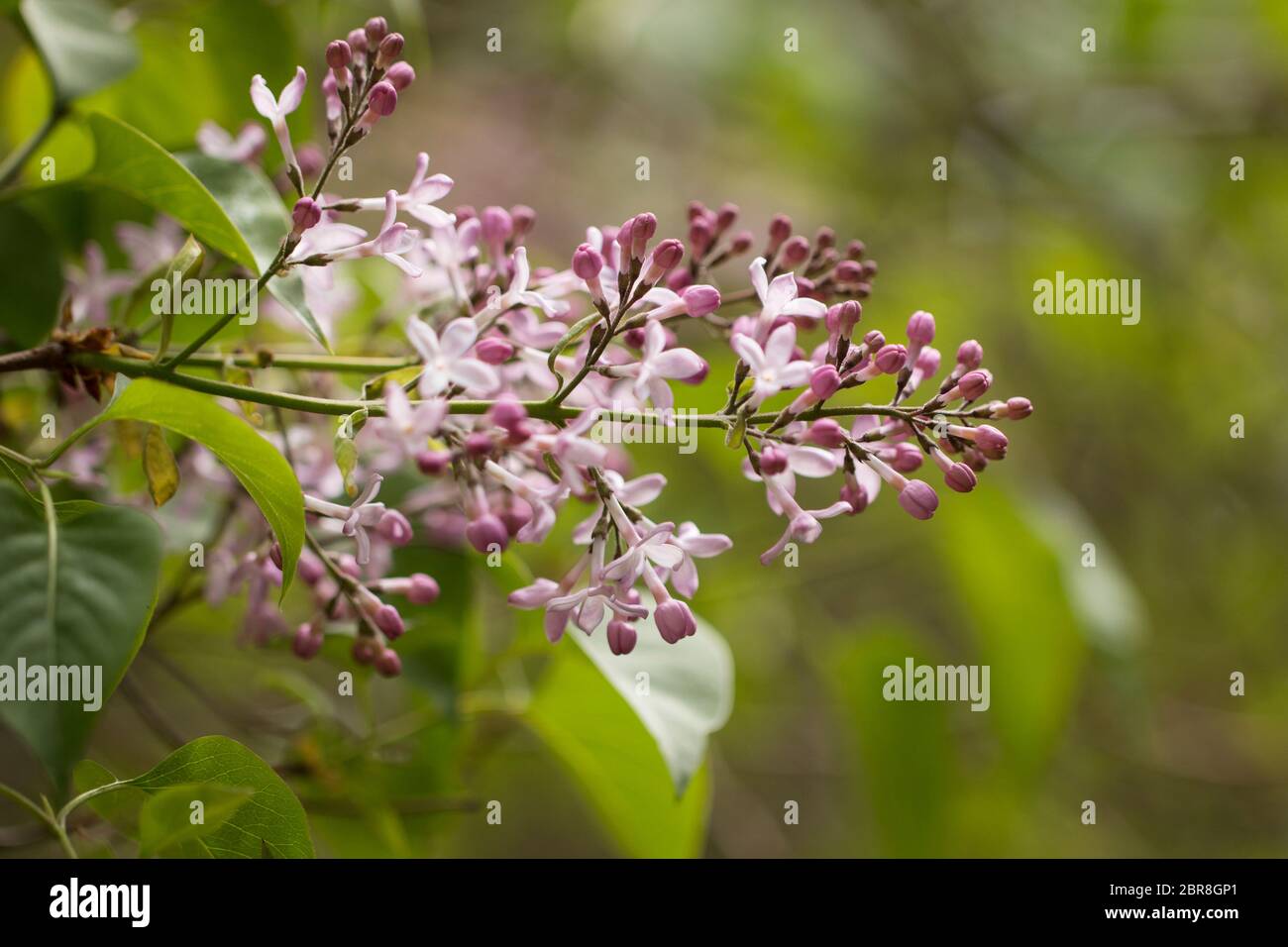 Common purple lilac syringa vulgaris hi-res stock photography and ...