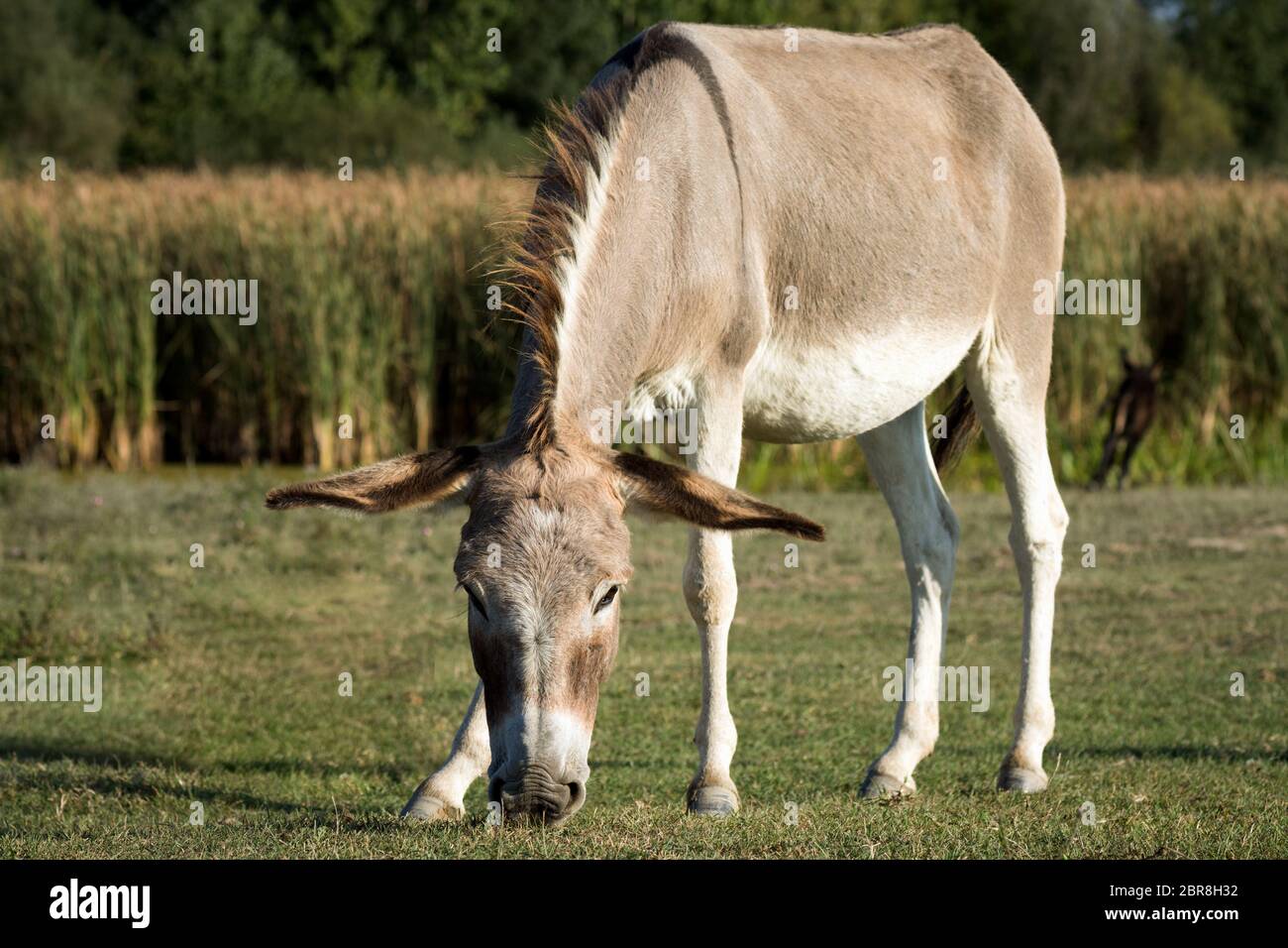 The gray donkey is grazing on the pasture in nature, donkey breeding ...