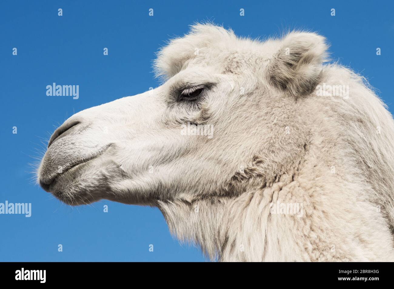 Bactrian camel side view hi-res stock photography and images - Alamy