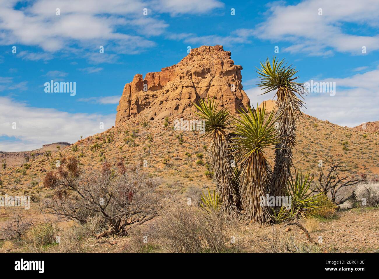 Desert Butte and Mojave Yucca on the Rings Loop Trail in Mojave ...