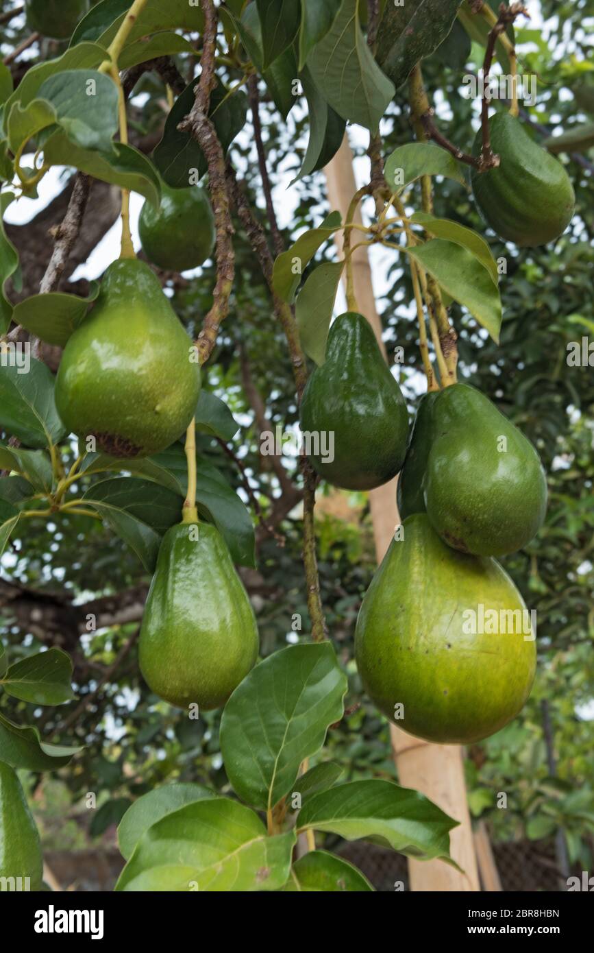 Avocado farm mexico hi-res stock photography and images - Alamy