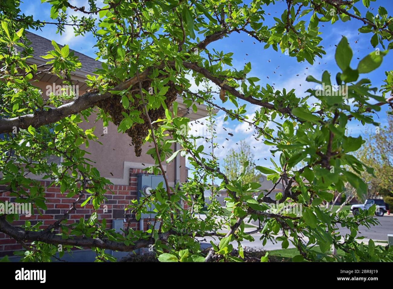 Africanized bee hive hi-res stock photography and images - Alamy