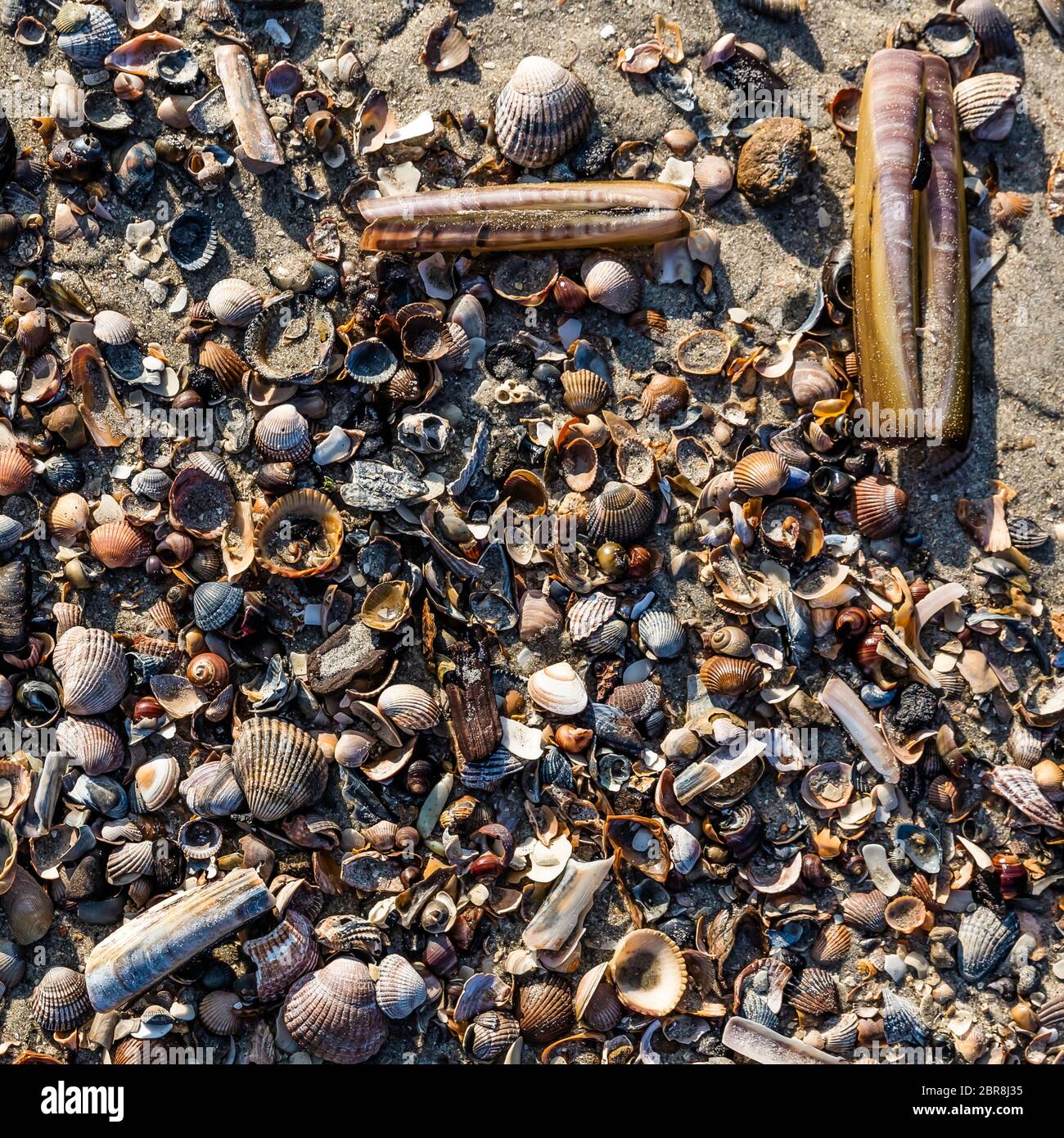 Shells washed ashore on land as flotsam Stock Photo - Alamy