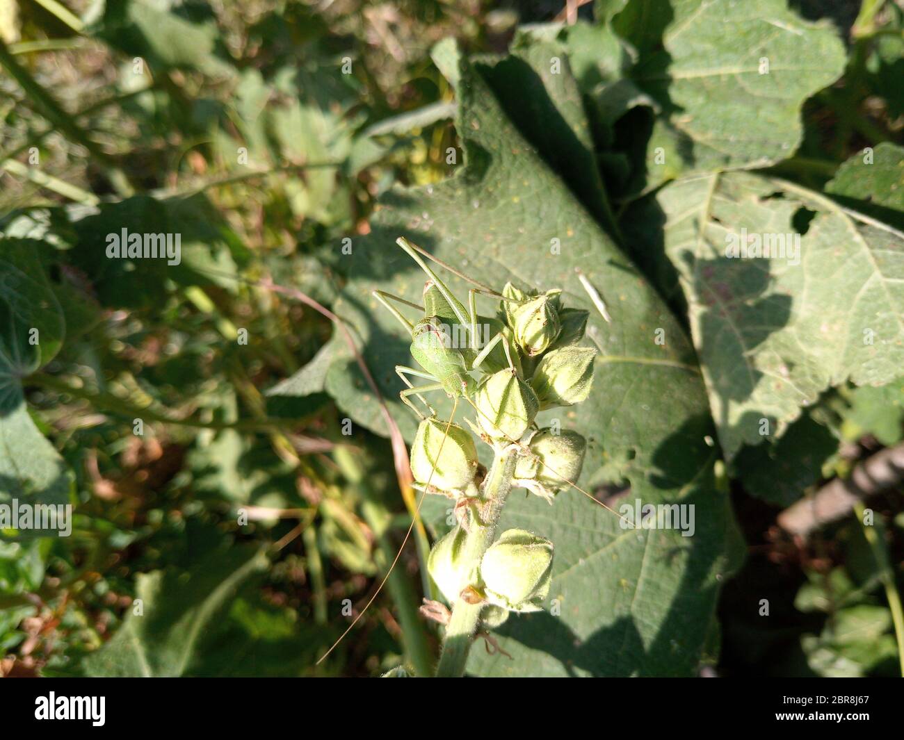 Isofia grasshopper on the stem of a plant. Isophage insect Stock Photo ...