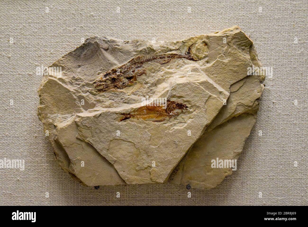 Fossils of ancient fish. Find the skeleton of a fish in the reservoir ...