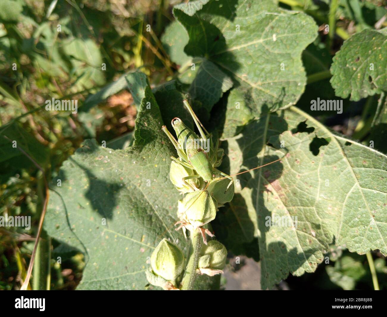 Isofia grasshopper on the stem of a plant. Isophage insect Stock Photo ...
