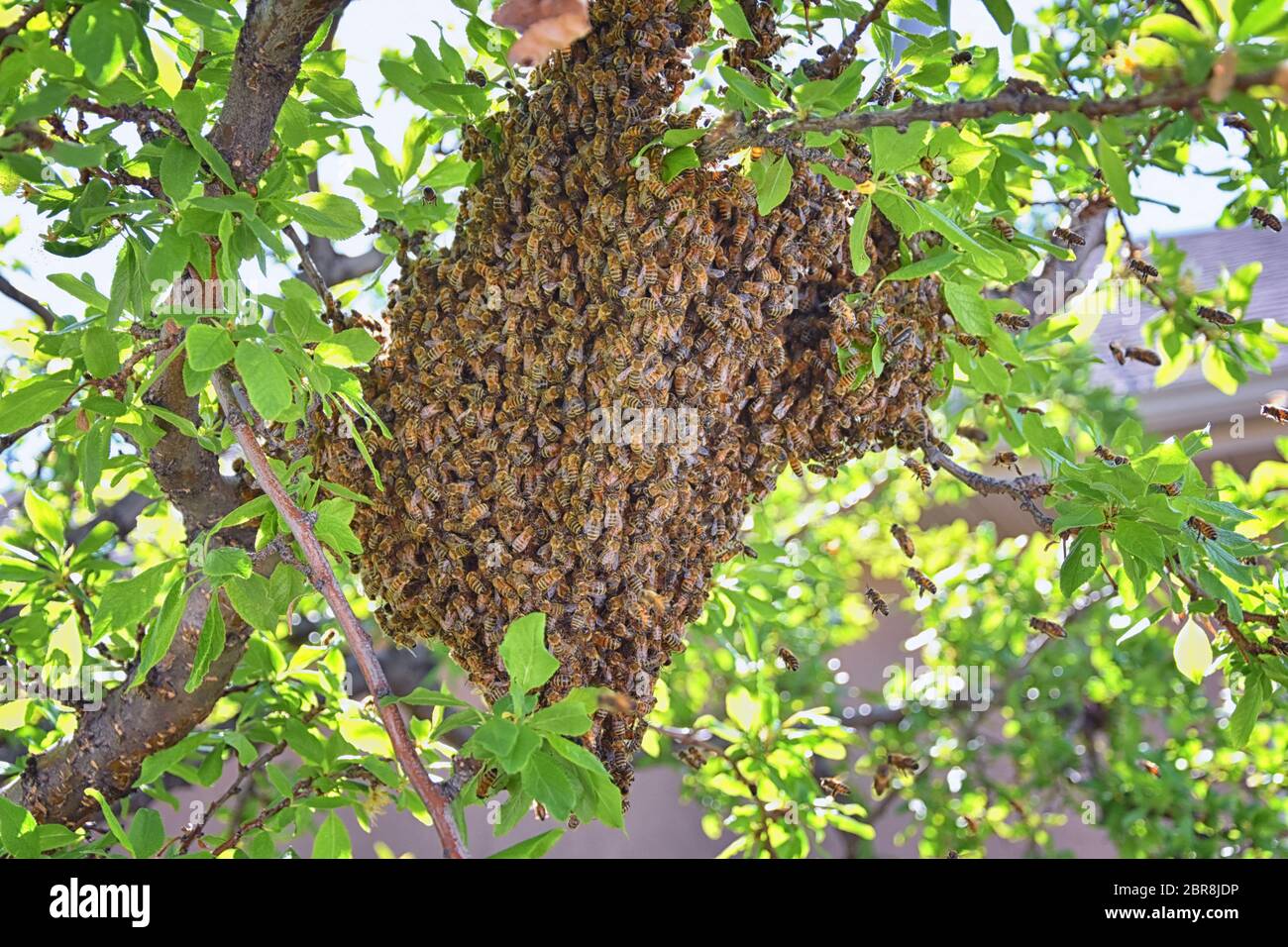 Africanized bee hive hi-res stock photography and images - Alamy